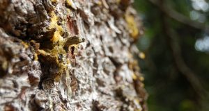 Common Uses for Pine Resin | Tree Service Fishers, Indiana