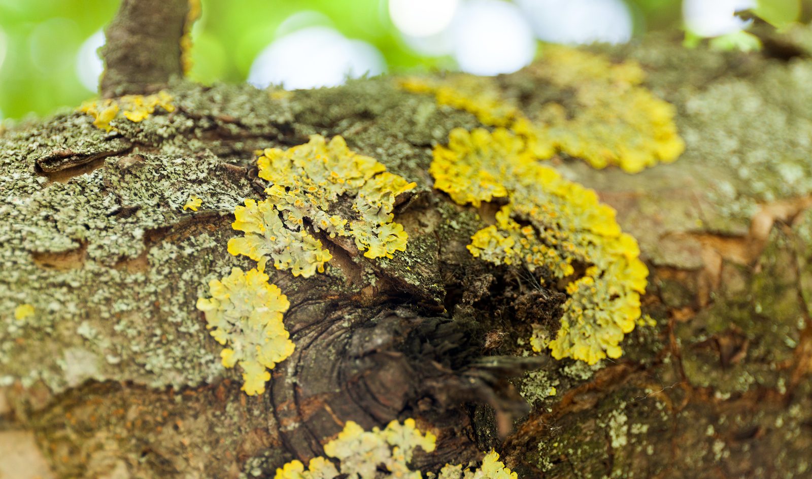 How to Remove Fungus From Tree Bark | Tree Service Fishers, Indiana