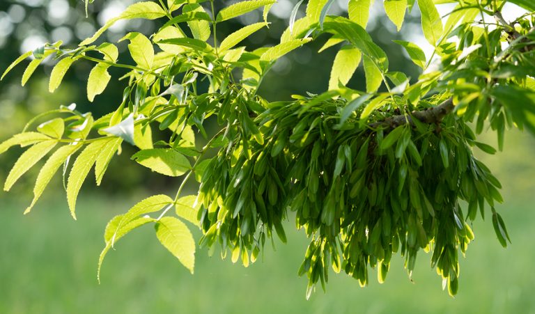 Common Problems Associated With Ash Trees | Tree Service Fishers, Indiana