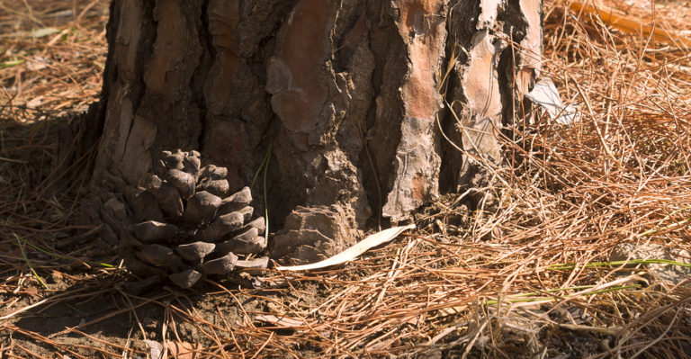 Is Your Pine Tree Losing Needles? | Tree Service Fishers, Indiana